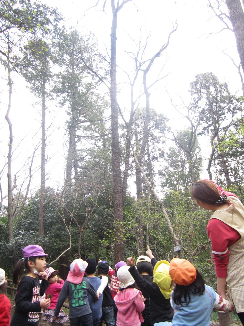 お知らせ ｜ NPO法人さくらの森・親子サポートネット